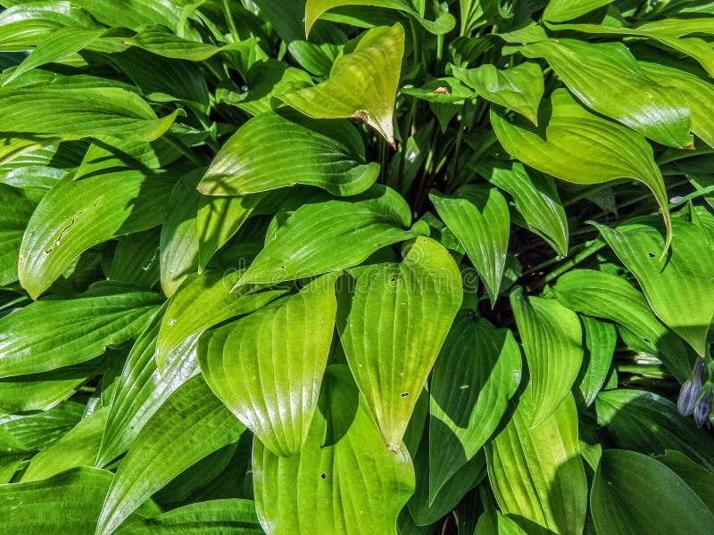 August-lily Hosta Plantaginea Plant Stock Photo - Image of plant ...