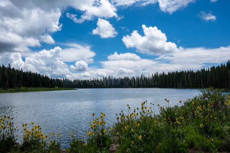 August Sunflower Lake stock photo. Image of august, sunflower - 285871336