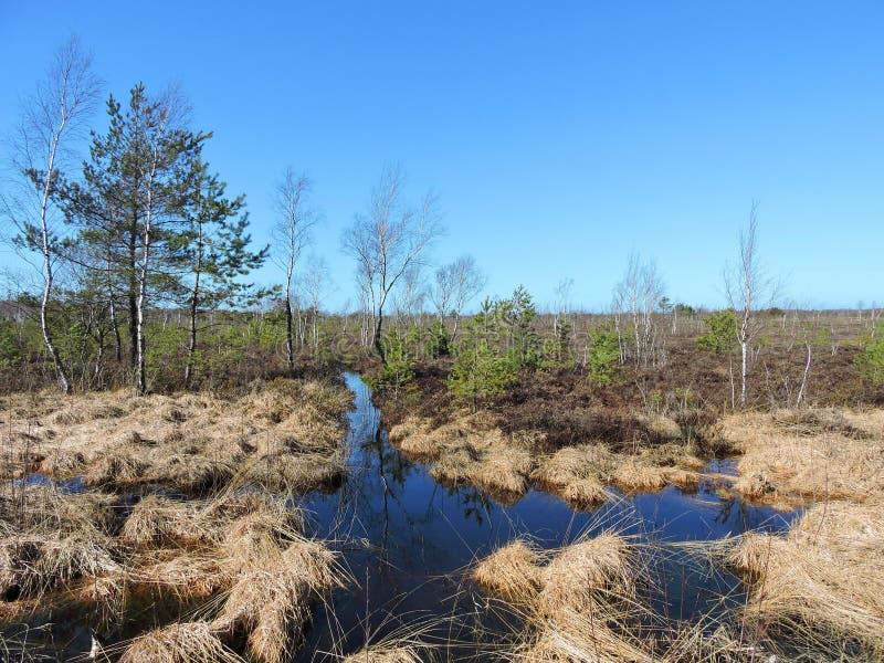 Aukstumalos Swamp , Lithuania Stock Photo - Image of view, tree: 89013546