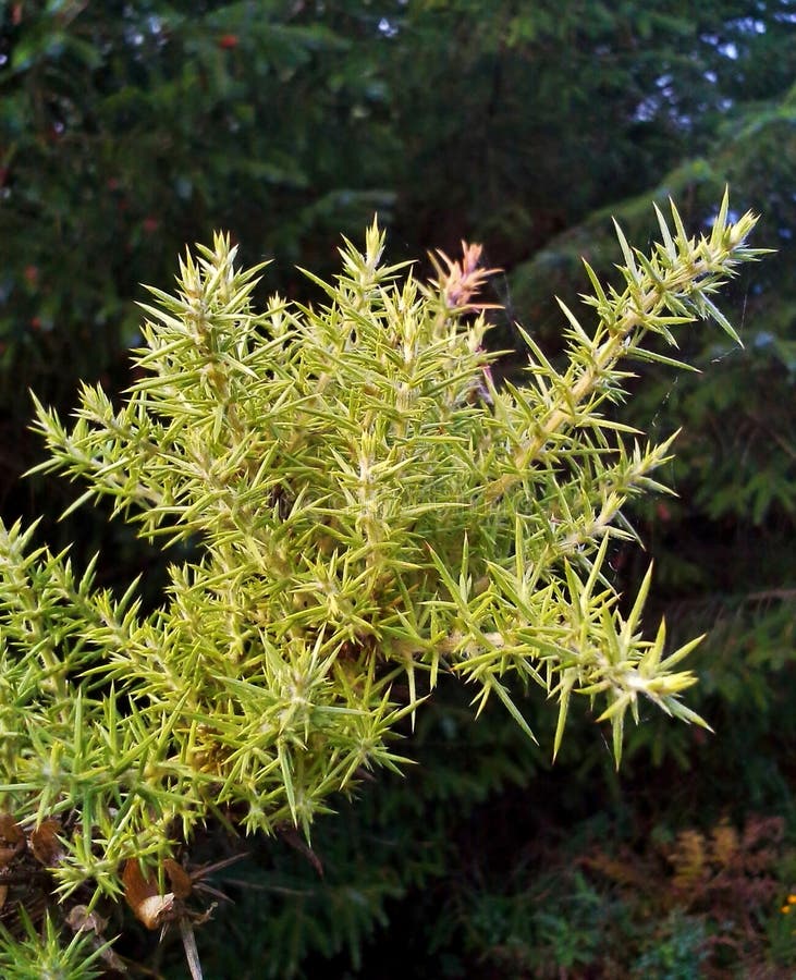 Flor Amarilla Grande De La Aulaga Con Las Hojas Espinosas Verdes Imagen ...