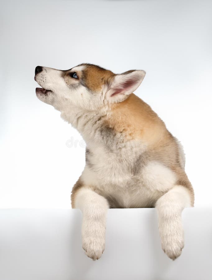 Perro Husky Aullando Y Ladrando, Mascota Graciosa Mascota Divertida ...