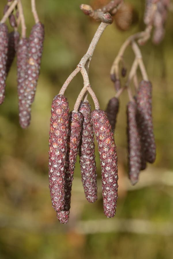 Aulne Commun, Chatons Masculins Image stock - Image du fleur, longtemps ...