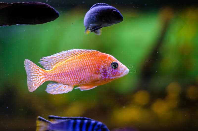 Oil drilling rig stock image. Image of engine, petroleum - 31405045