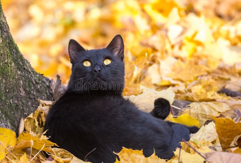 Black cat in leaves stock image. Image of october, balashikha - 129921805
