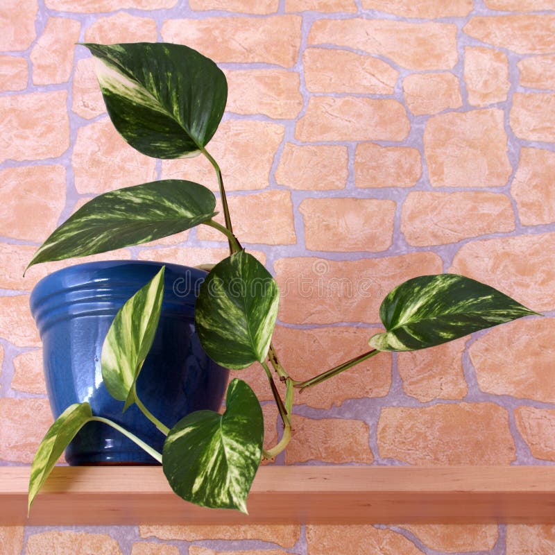 Aureum do Epipremnum foto de stock. Imagem de forma - 119127598