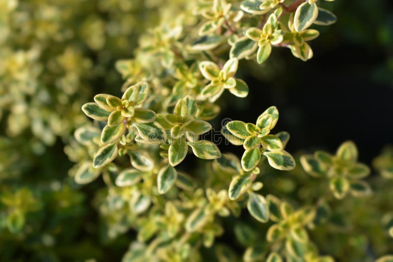 Aureus Lemon Thyme stock image. Image of herb, large - 164540635 Aureus Lemon Thyme stock image. Image of herb, large - 164540635