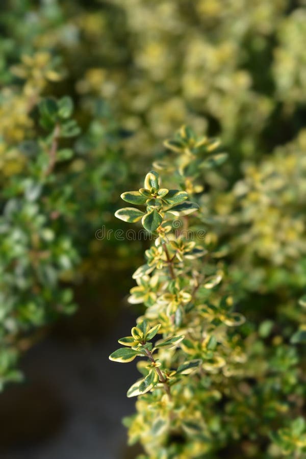 Aureus Lemon Thyme stock image. Image of herb, large - 164540635