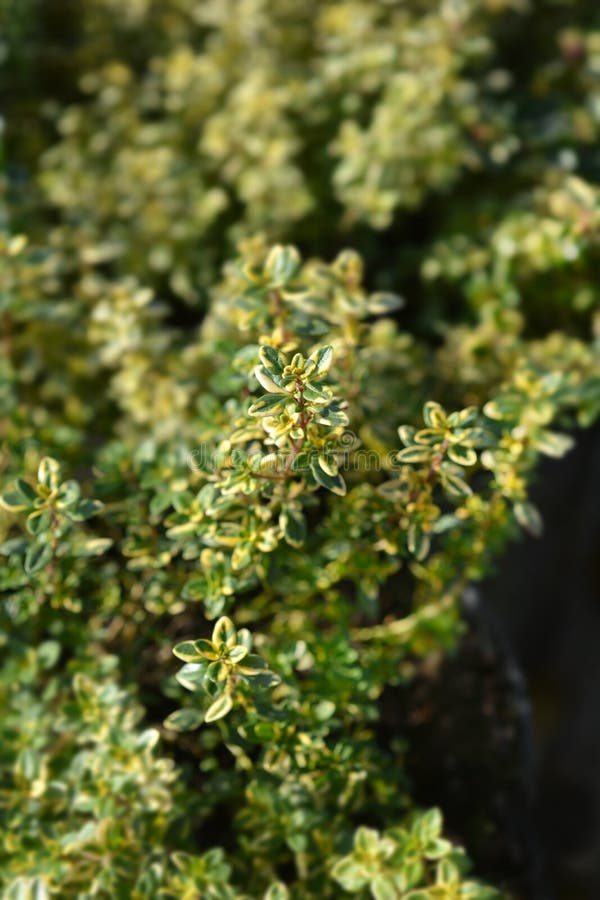 Aureus Lemon Thyme stock image. Image of herb, large - 164540635 Aureus Lemon Thyme stock image. Image of herb, large - 164540635