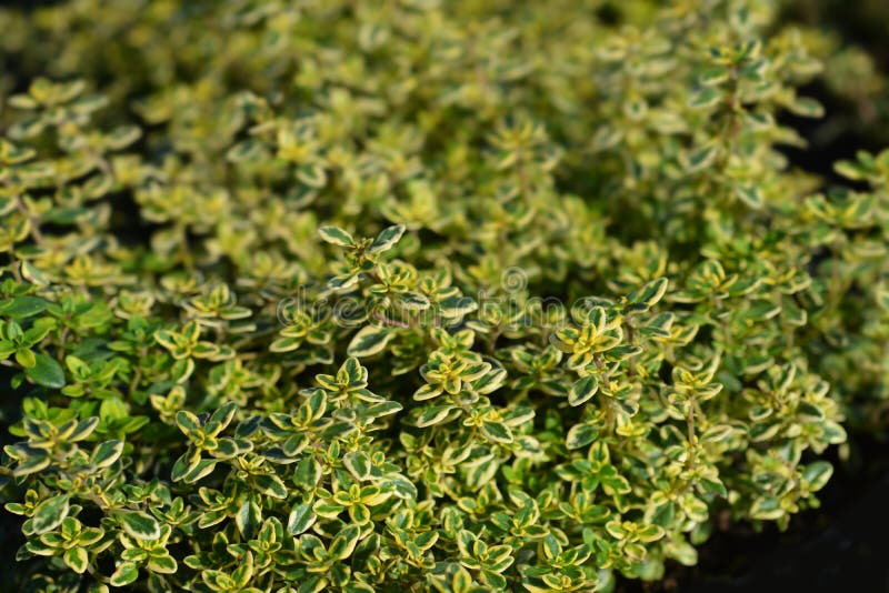 Aureus Lemon Thyme stock image. Image of herb, large - 164540635