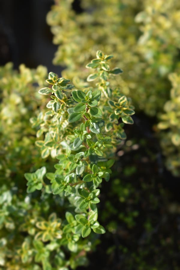Aureus Lemon Thyme stock image. Image of herb, large - 164540635
