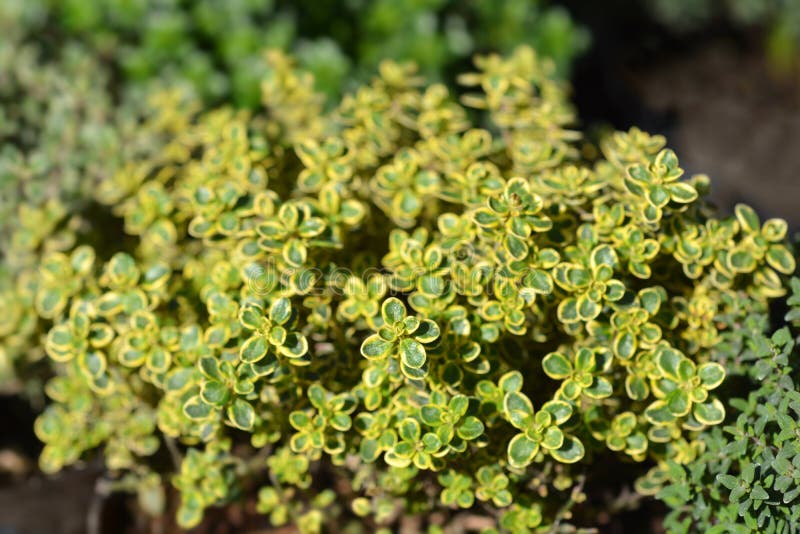 Aureus Lemon Thyme stock image. Image of aureus, golden - 164813203 Aureus Lemon Thyme stock image. Image of aureus, golden - 164813203
