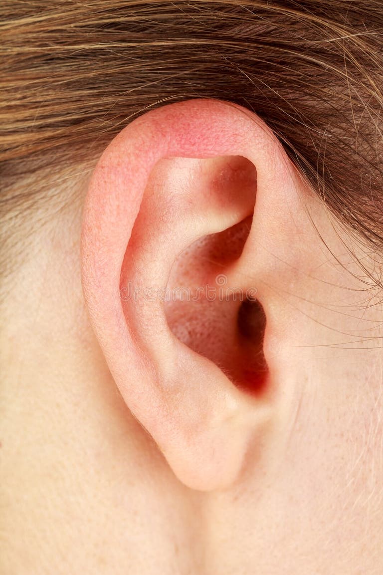 Hearing Organs Stock Photos - Free & Royalty-Free Stock Photos from ...