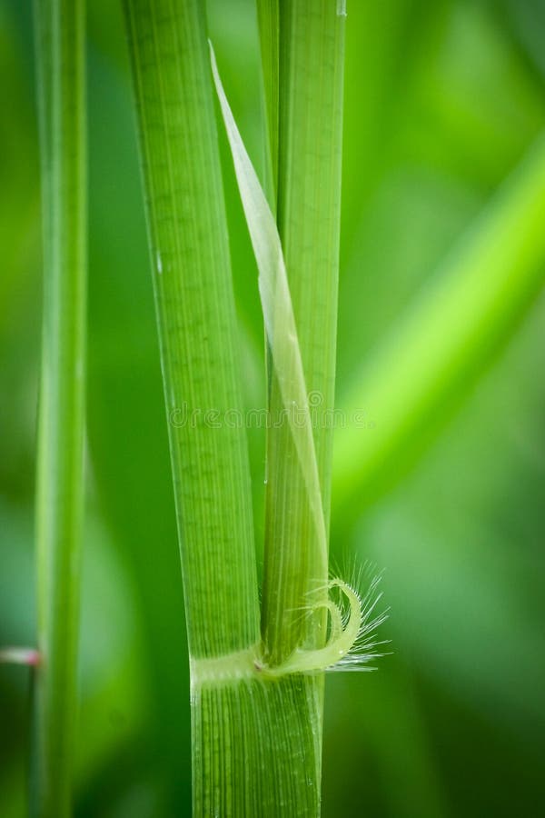Auricles and Ligule of Oryza Longistaminata, a Rice Wild Relative from ...