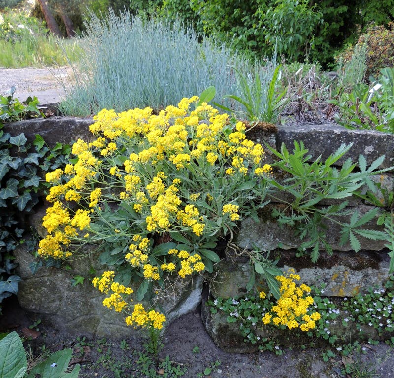 Aurinia Saxatilis, Alyssum Saxatile Stock Image - Image of wall, oblong ...