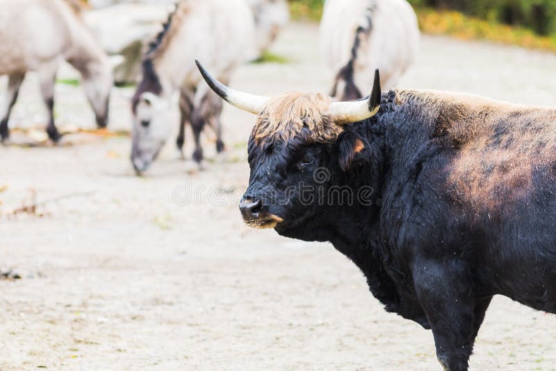 The Auroch Also Urus Bos Primigenius Stock Image - Image of background ...