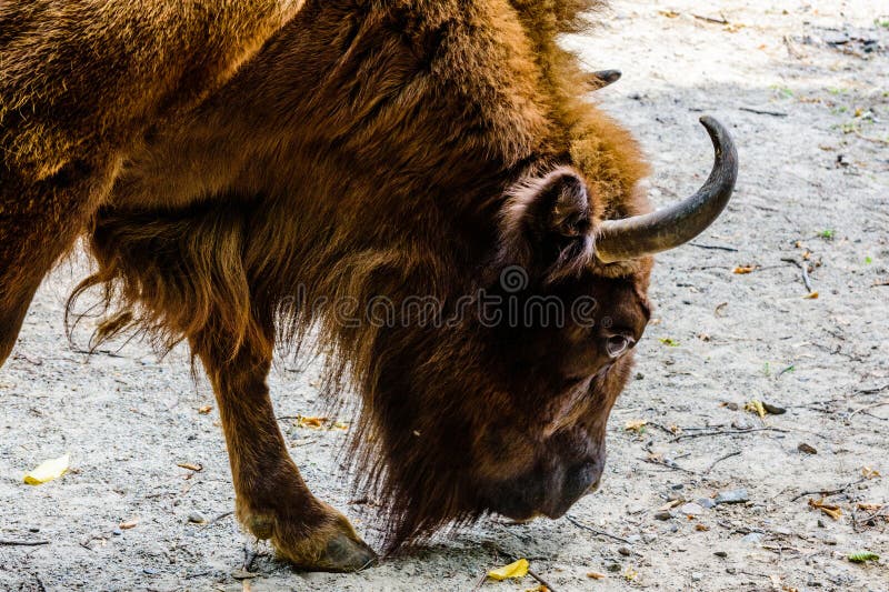 Auroch Bison Bonasus Corral Farm Closeup Muzzle Stock Photos - Free ...