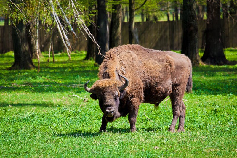 Aurochs image stock. Image du animal, sauvage, tourisme - 27763201