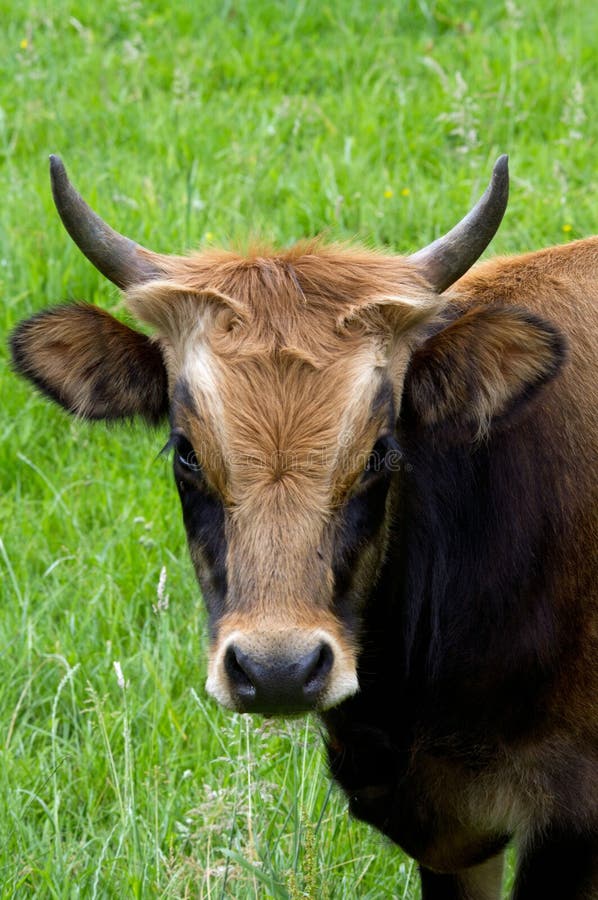 Aurochs, Ox stock image. Image of taurus, ehreshoven - 61300635