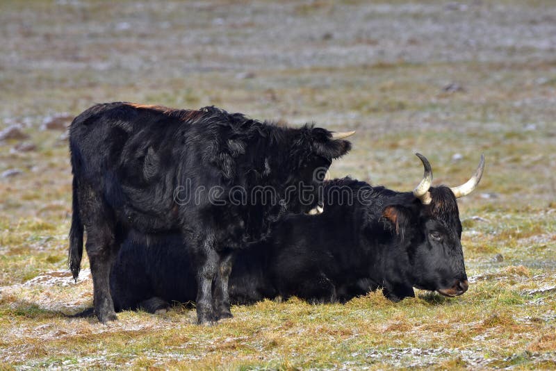 Aurochs Tierbos Primigenius Stockbild - Bild von landschaft, europäisch ...