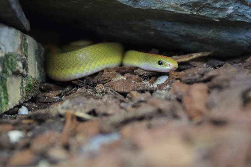 Aurora house snake stock photo. Image of nature, night - 380063634
