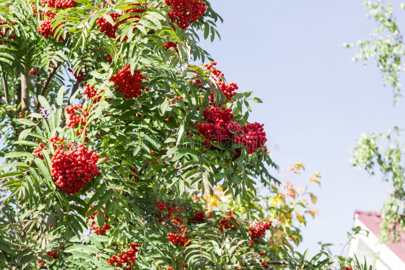 Aurumn Ashberry Branch and Berries. Colorful Background Stock Image ... Aurumn Ashberry Branch and Berries. Colorful Background Stock Image ...
