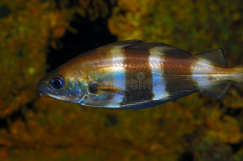 Trisopterus Luscus Bib Pout Whiting Pout Pouting. Stockfoto - Bild von ...