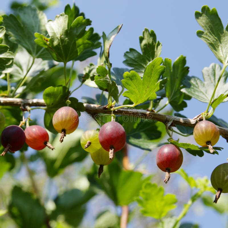 Stachelbeerbaum. stockfoto. Bild von baum, immergrün - 225970682