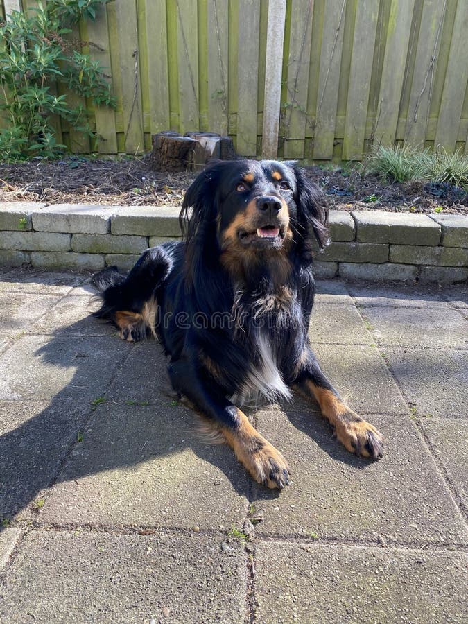 Aussie Dog Lying in the Sun Stock Image - Image of trust, discipline ...