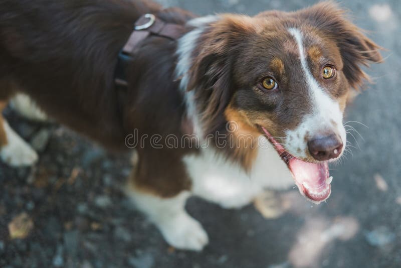 Aussie Dog Portrait. Overhead Shot of an Australian Shepherd Looking at ...