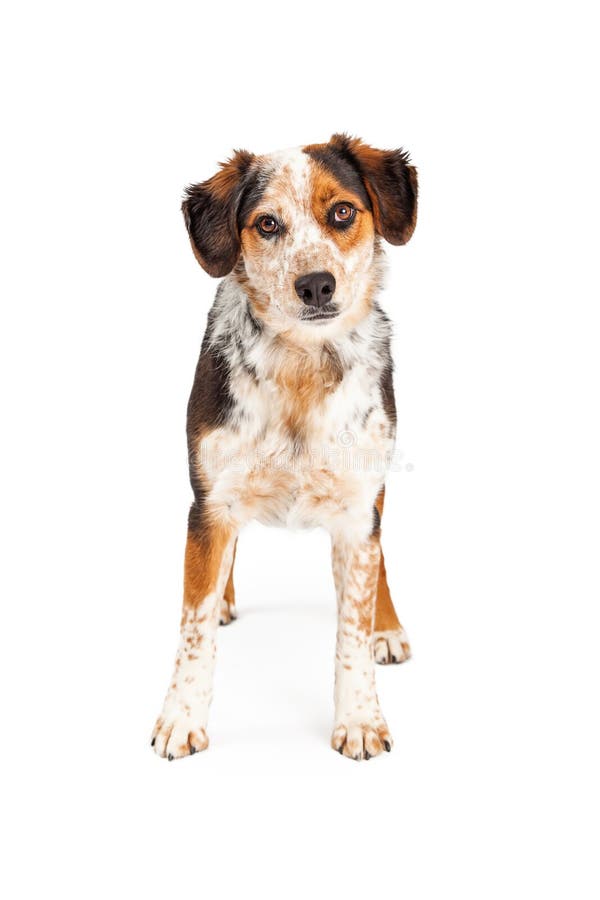 Aussie Dog Standing Looking Forward Stock Photos - Free & Royalty-Free ...
