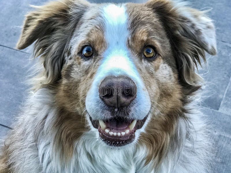 Aussie stock photo. Image of open, face, canine, coat - 172306758