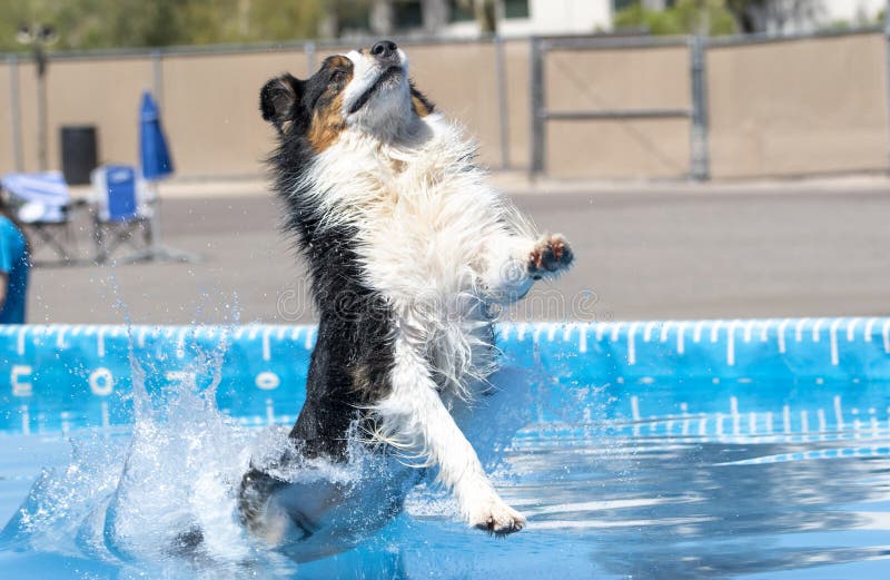 Aussie Landing in the Pool after a Jump Stock Photo - Image of landing ...