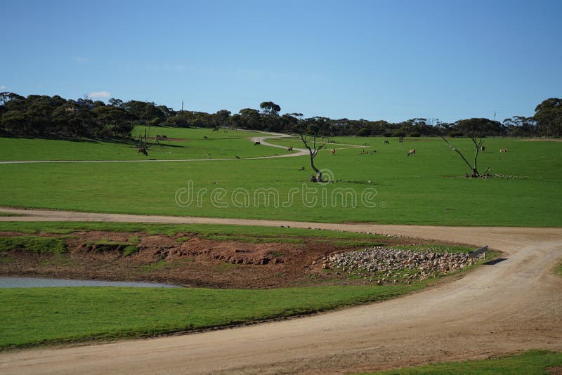 Aussie Park View of Wide Open Space Stock Image - Image of parks, road ...