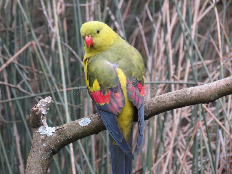 Parit Animal Stock Photos - Free & Royalty-Free Stock Photos from ...