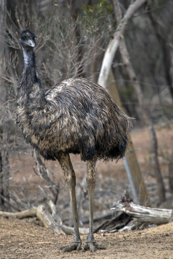 An Australian emu stock photo. Image of australian, flightless - 134820340