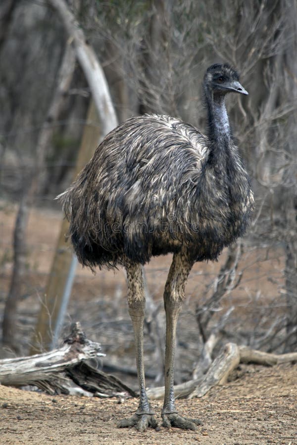 Emu Legs Stock Photos - Download 651 Royalty Free Photos