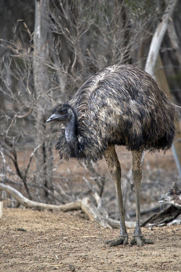 An Australian emu stock image. Image of black, feather - 134820339