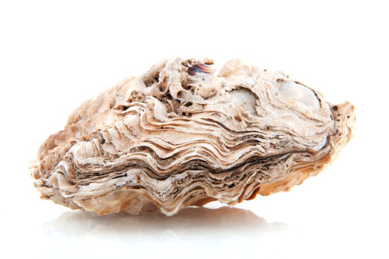 Auster stockbild. Bild von tier, getrennt, hintergrund - 12030219