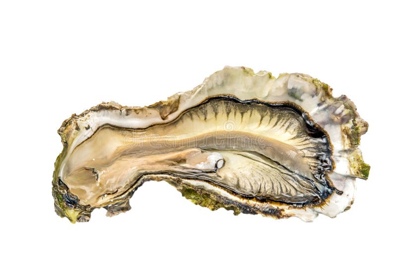 Zwei Geschlossene Austern Auf Weiß Stockbild - Bild von berühren ...