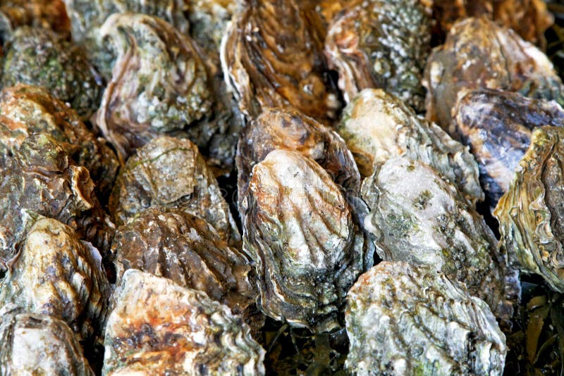 Austern stockfoto. Bild von leben, tier, auster, nahrung - 15696076