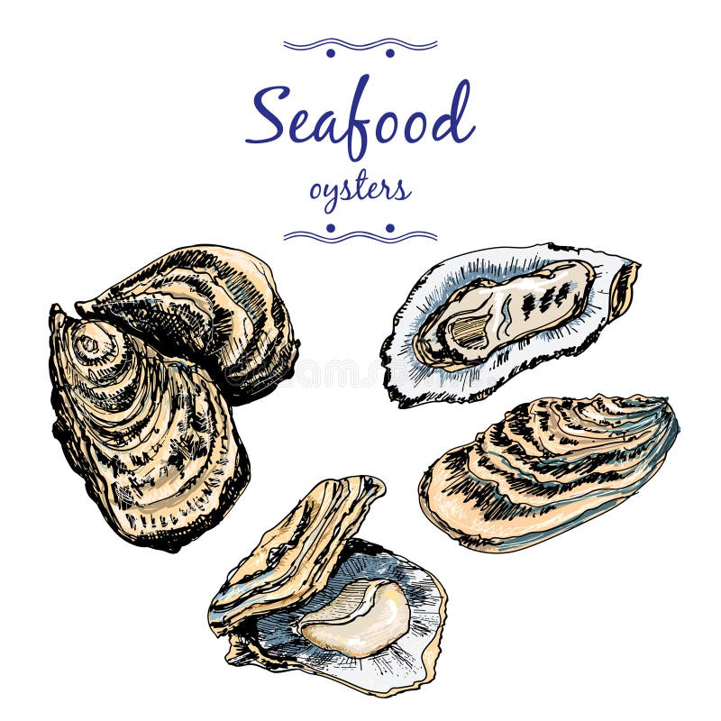 Austern vektor abbildung. Illustration von ozean, feinschmecker - 47528766