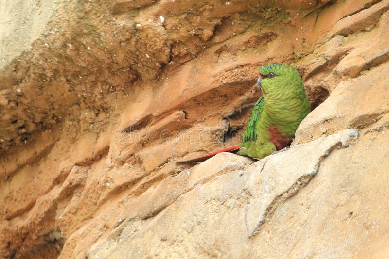 Austral parakeet stock image. Image of american, emerald - 242819031