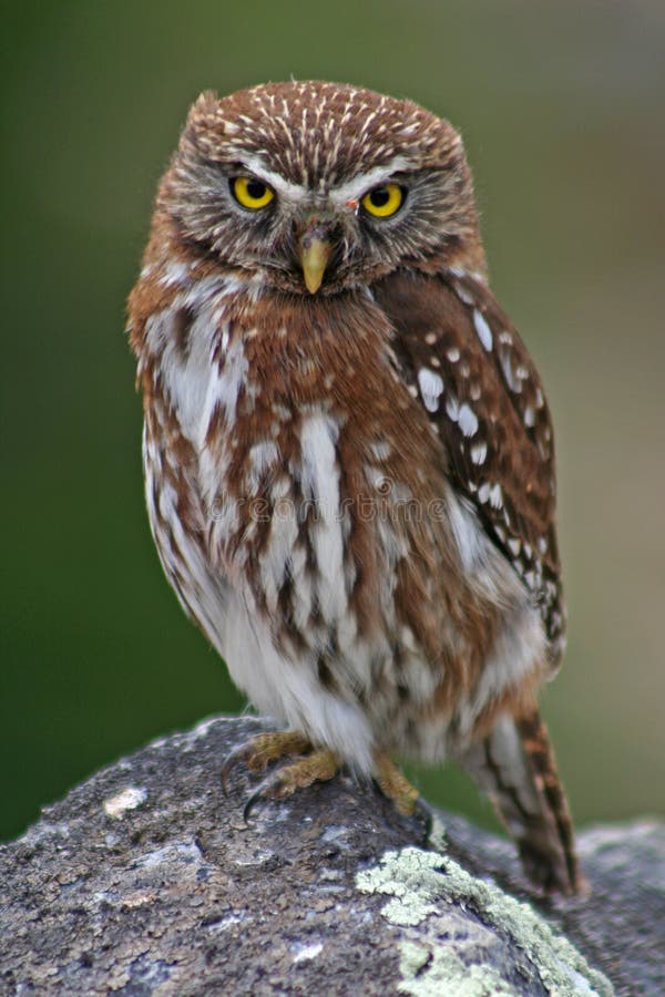 Austral Pygmy Owl, Patagonia, Argentina Stock Photo - Image of andes ...
