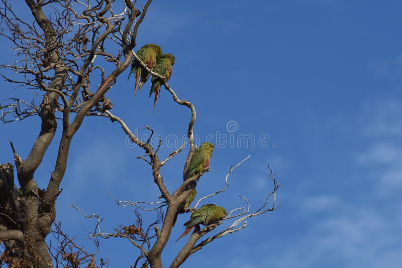 Austral Sittiche in Torres Del Paine, Chile Stockfoto - Bild von ...