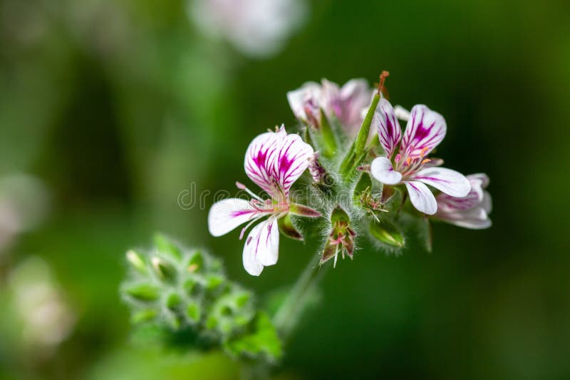 Austral Storksbill, Pelargonium Australe Stock Image - Image of austral ...