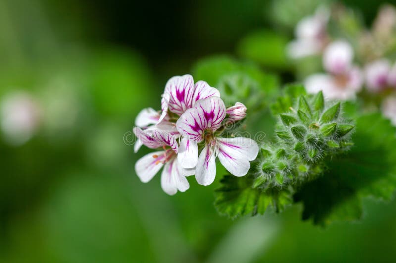 Austral Storksbill, Pelargonium Australe Stock Image - Image of native ...