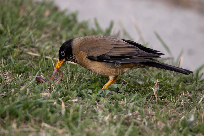 Austral Thrush Eating a Worm Stock Image - Image of eating, colorful ...