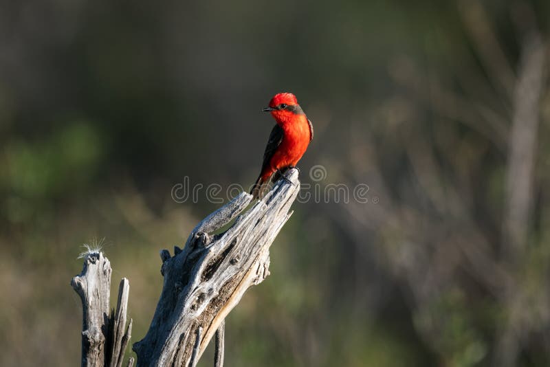 Austral Vermilion Flycatcher Also Known As Scarlet Flycatcher Posing in ...