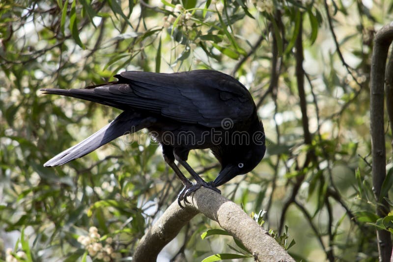 The Australain is Eating a Bug in a Tree Stock Photo - Image of raven ...