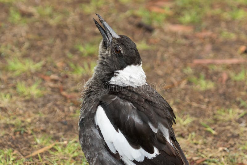 Australasian Corvid - the Magpie Stock Photo - Image of fauna ...